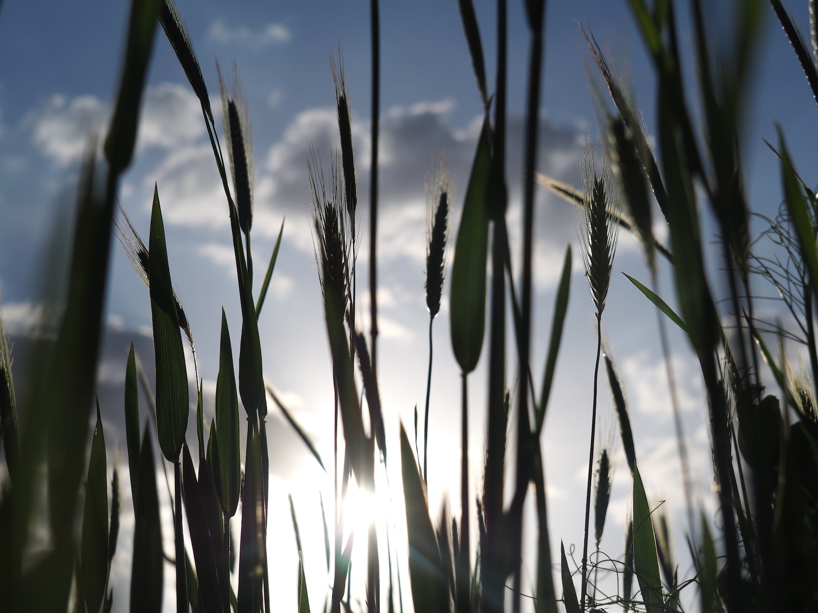 Mastering Agri-Trade Documentation for Global Commerce - The Agri Broker Mastering Agri-Trade Documentation for Global Commerce - The Agri Broker
